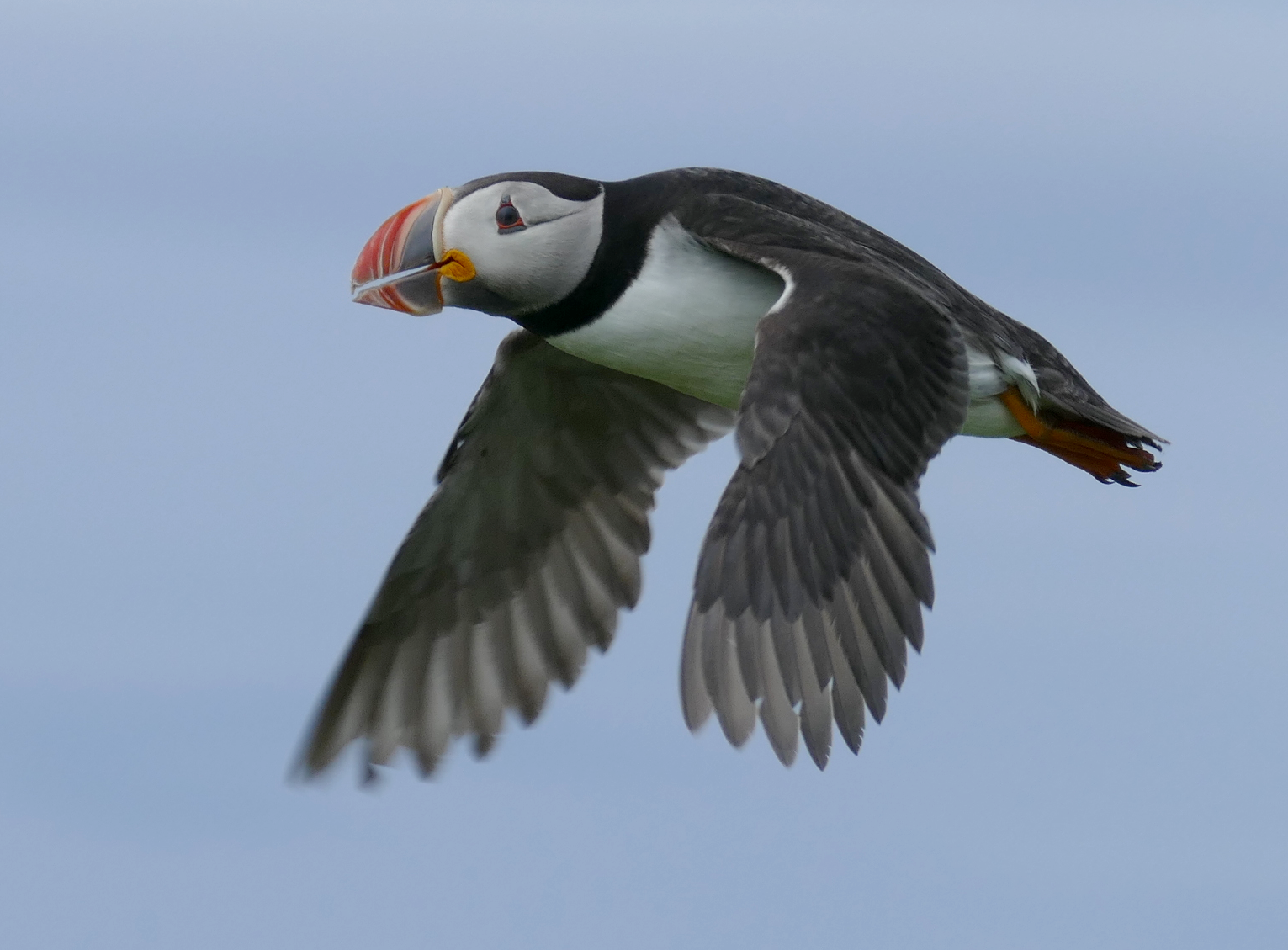 Birding with a camera: July 2017