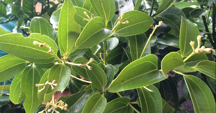 FAHAMU KILIMO BORA CHA MDALASINI - CINNAMON ~ UJASILIAMALI NA MAISHA