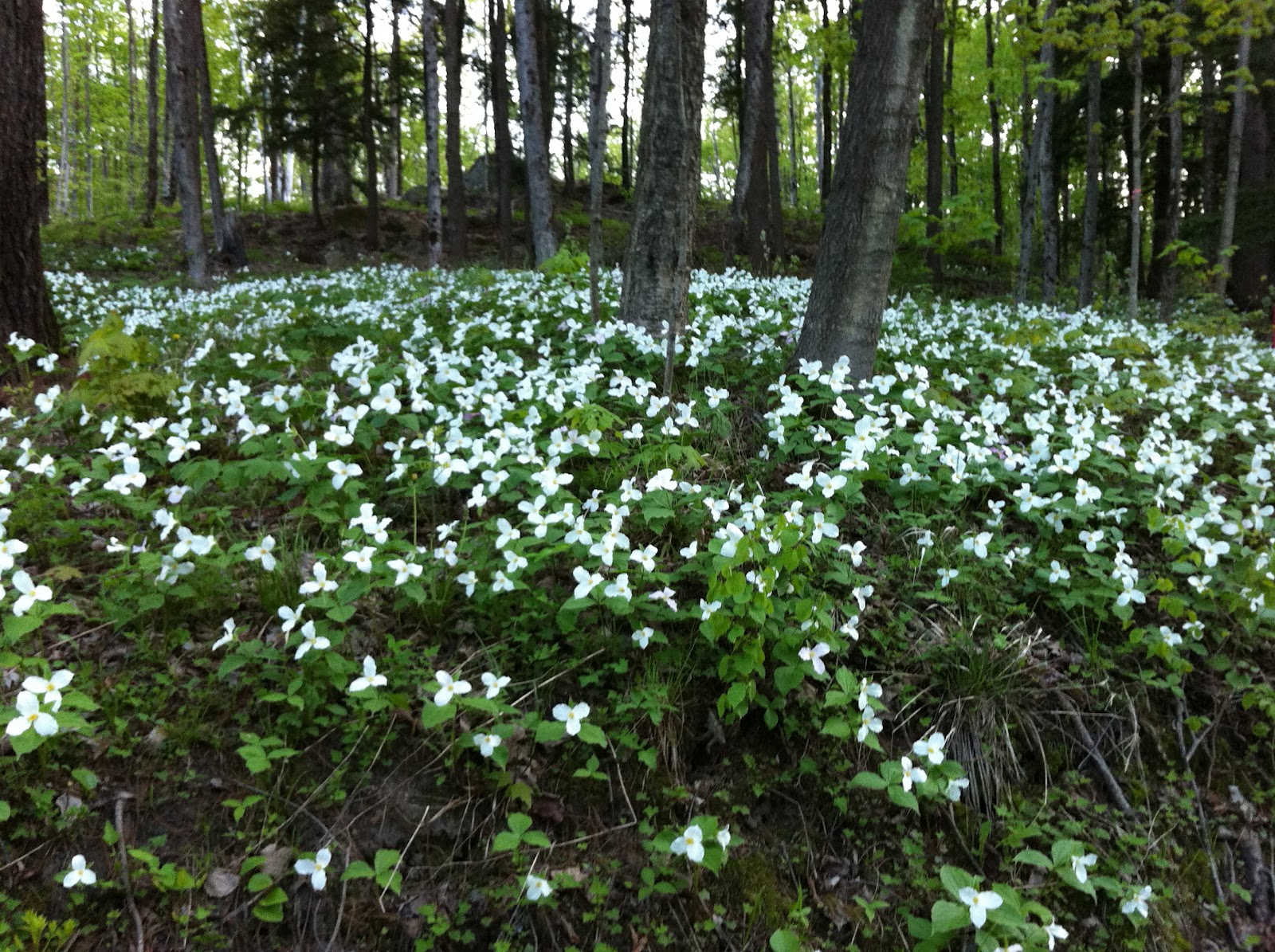 The Flatt Perspective: Taking (a photo of) Trilliums