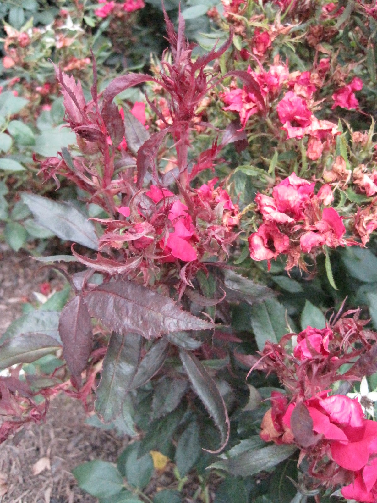 NCSU PDIC: Rose rosette hits close to home.