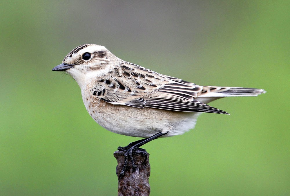Another Bird Blog: Birding Greek Style