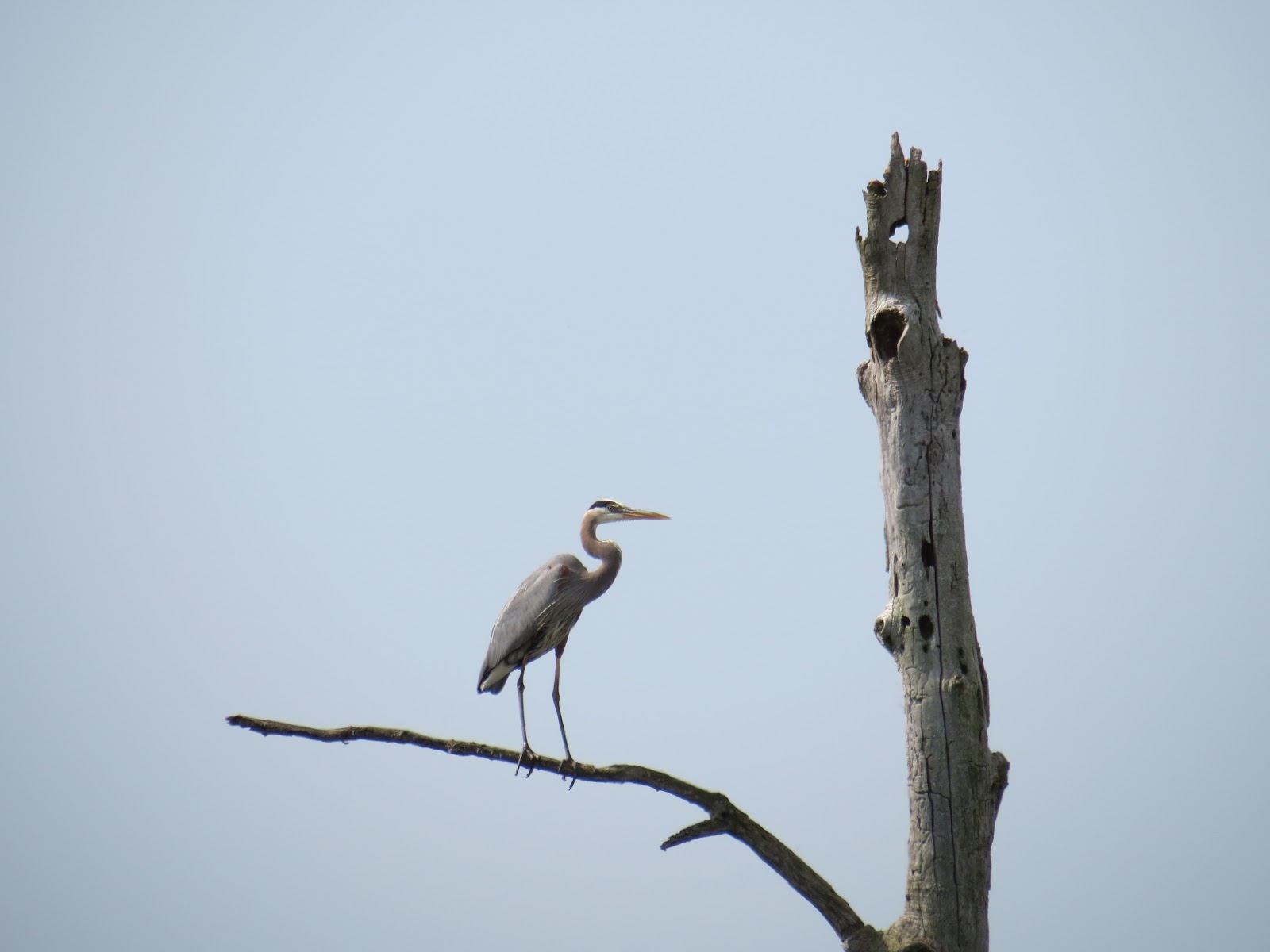 Burly Bird: May I have another bird...