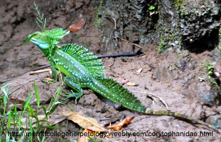 Bizarre Creature of the Day: Creature 212: Basiliscus