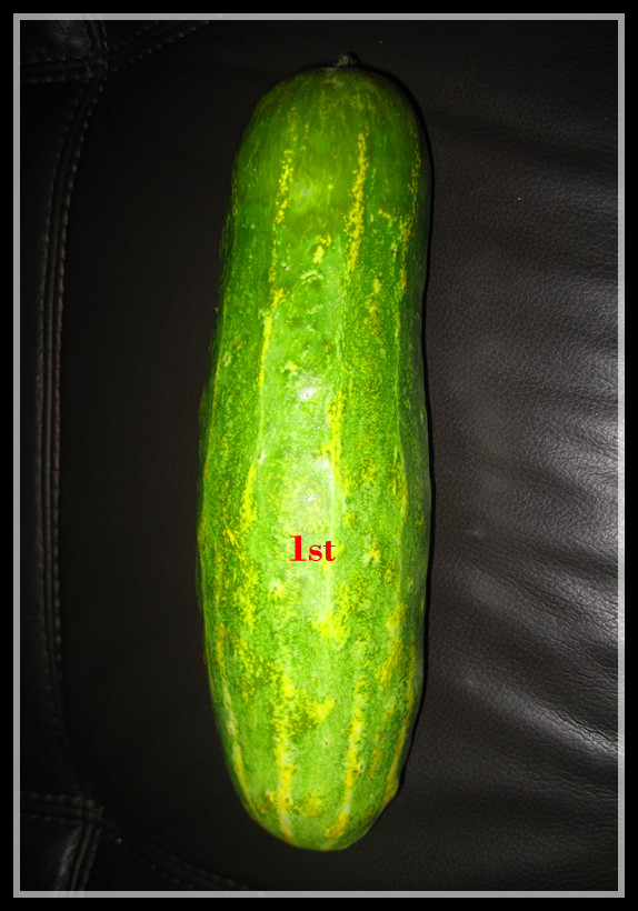 Olive in the house: Giant Cucumber in the house