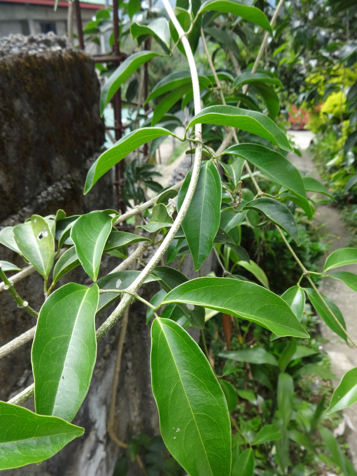 Herbs from Distant Lands: Garlic Vine, Ajos Sacha - Mansoa alliacea ...