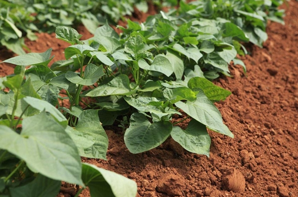 Cara Budidaya Ubi Jalar Hasil Melimpah - Teori Petani