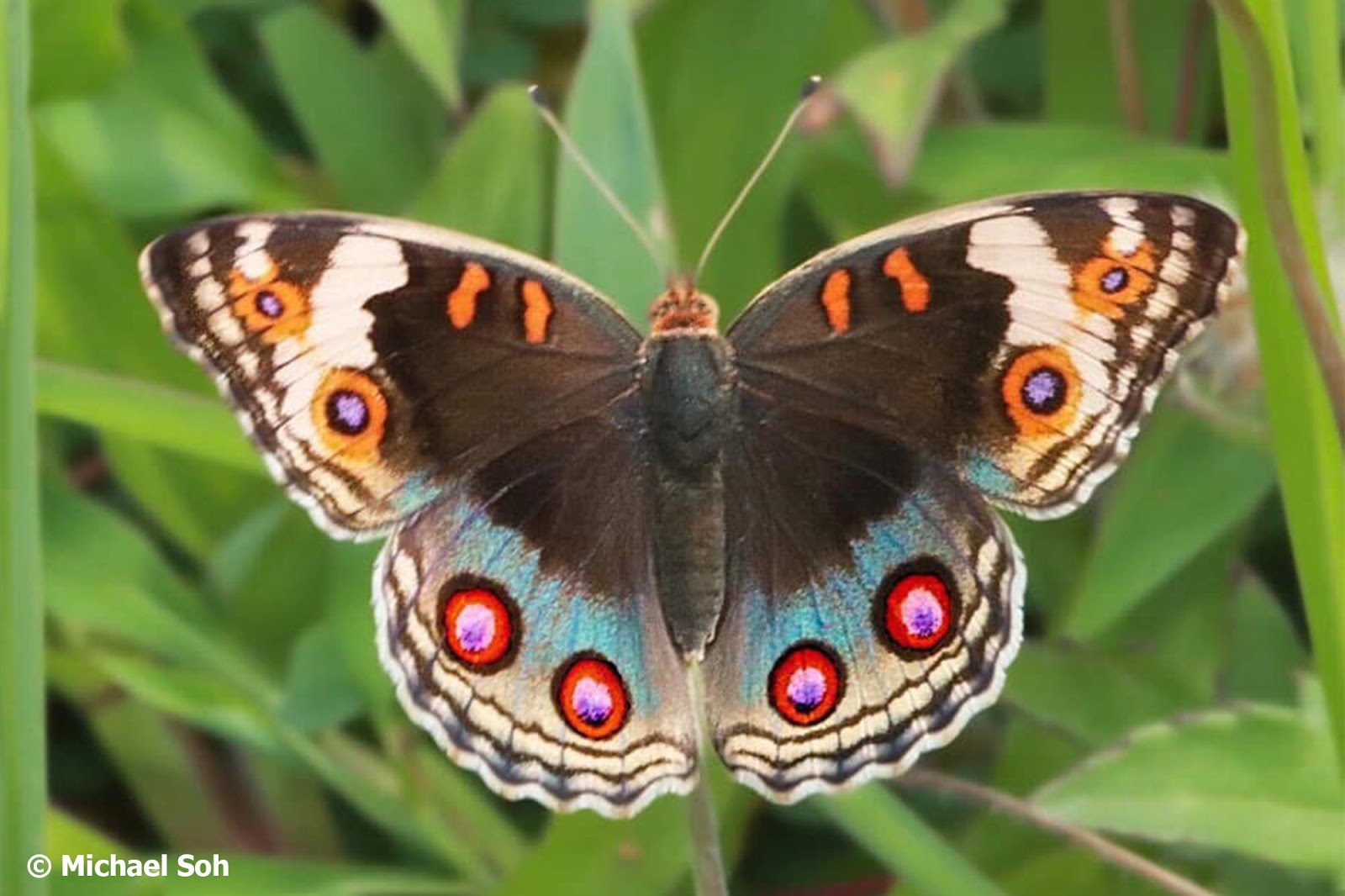 Butterflies of Singapore: Variation or Form?