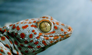 The Gecko Zone : The Tokay Gecko