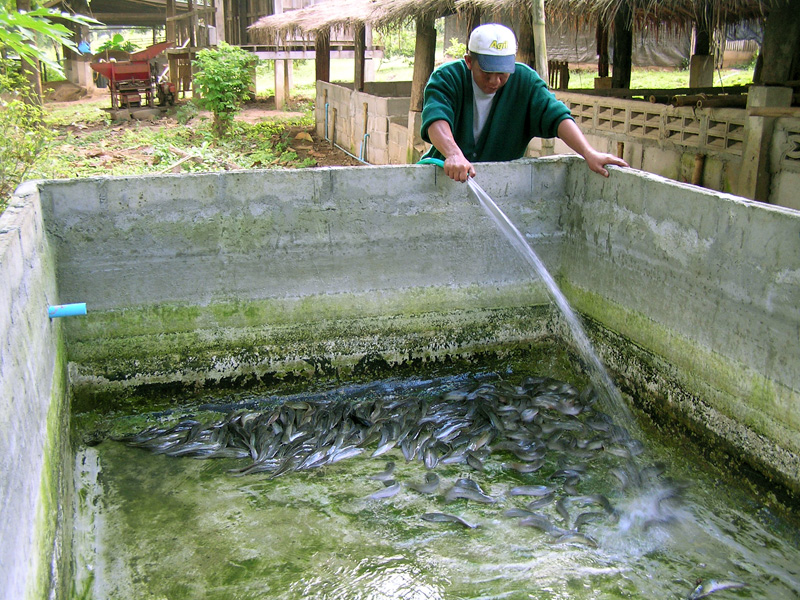 How to Start a Catfish Farm - Latest Business Updates In Nigeria!