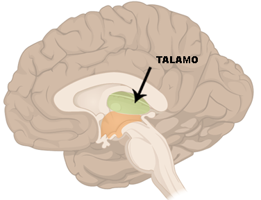 Neurociencias del Comportamiento : mayo 2018