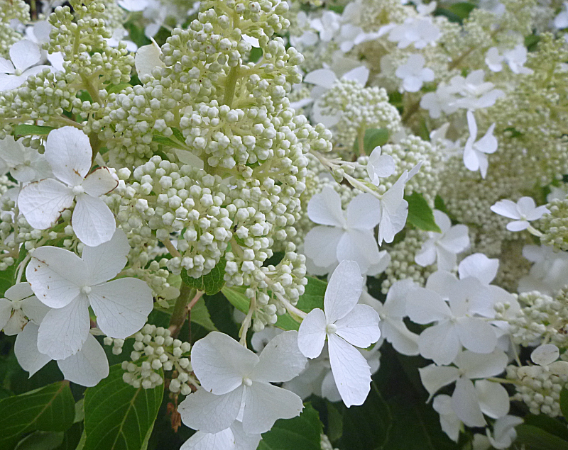 Hydrangea paniculata, die Rispenhortensie: 'Butterfly'