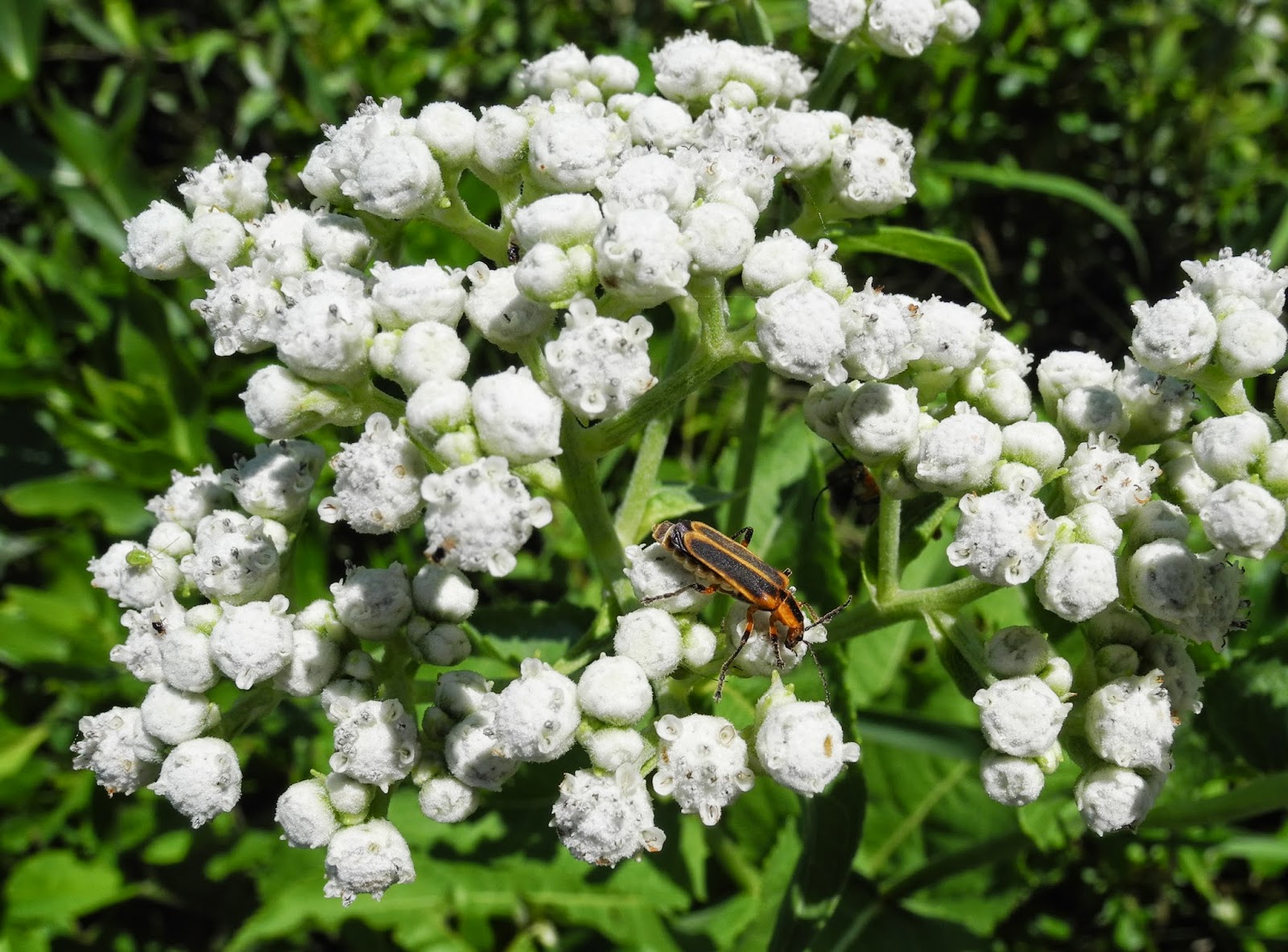 The Phytophactor: June 2013