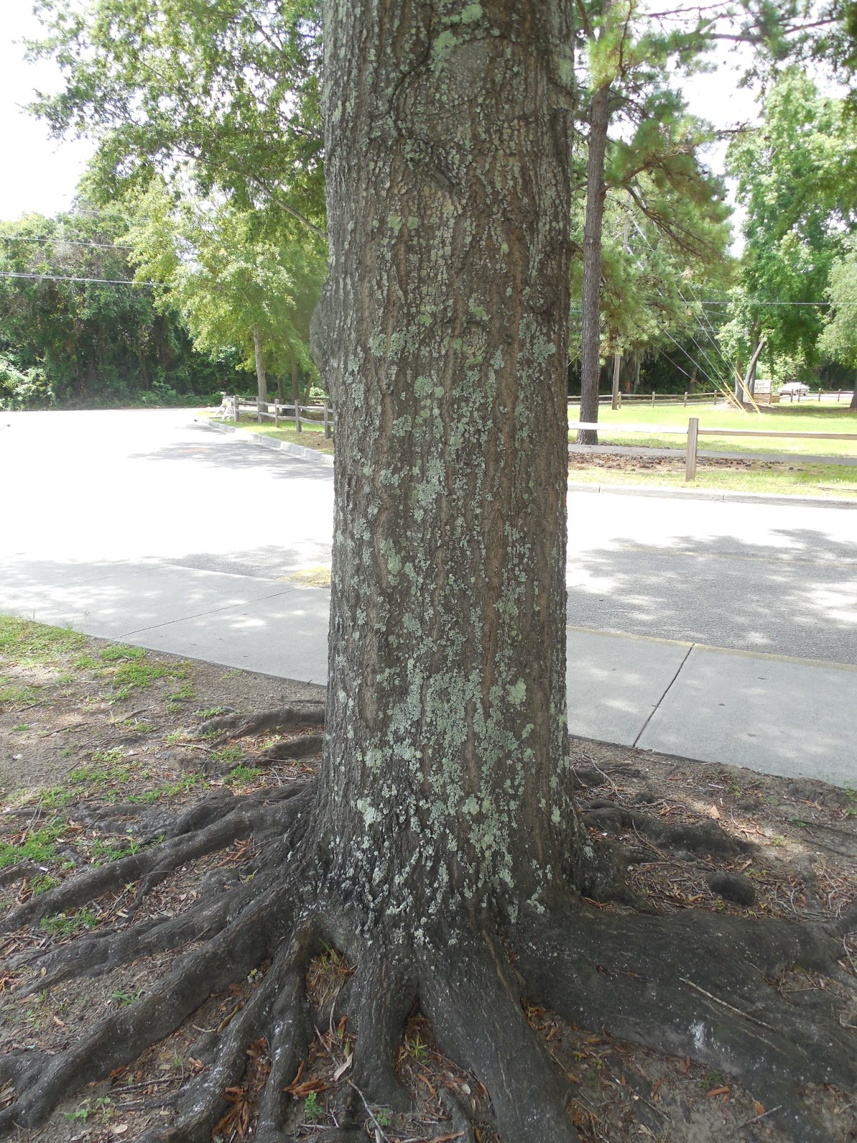 Mayor's Corner: What is a Grand Tree?
