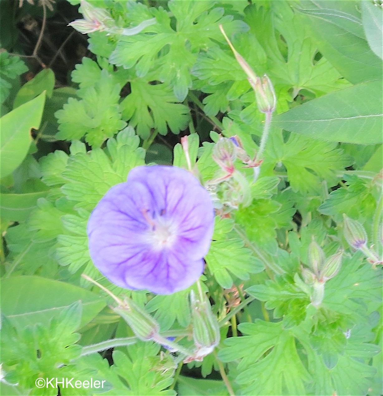 A Wandering Botanist: Plant Story--Wild Geraniums, A Treat to See