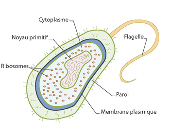 Les cellules eucaryotes et procaryotes | Bio faculté