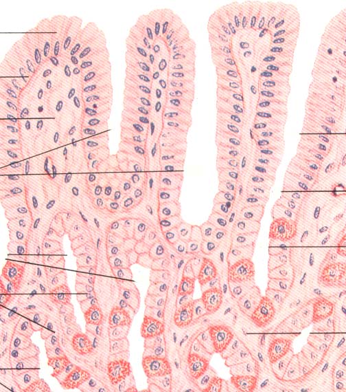 Epitel | blog Biologi