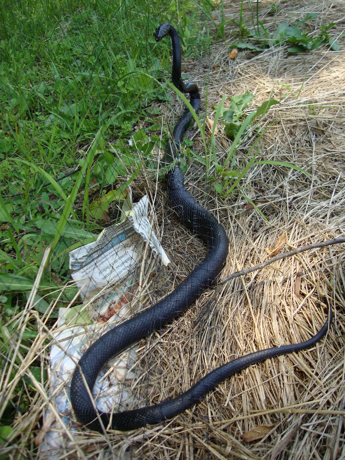 FAT BEAR FARM: Black Snake Down: R.I.P. Garden Helper