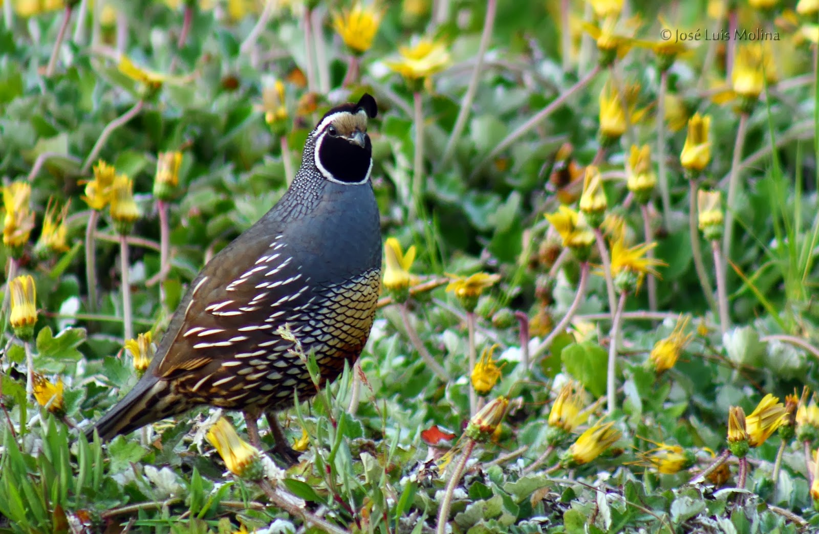 Aves de la VIII Region del Bio Bio: CODORNIZ (Callipepla califórnica)