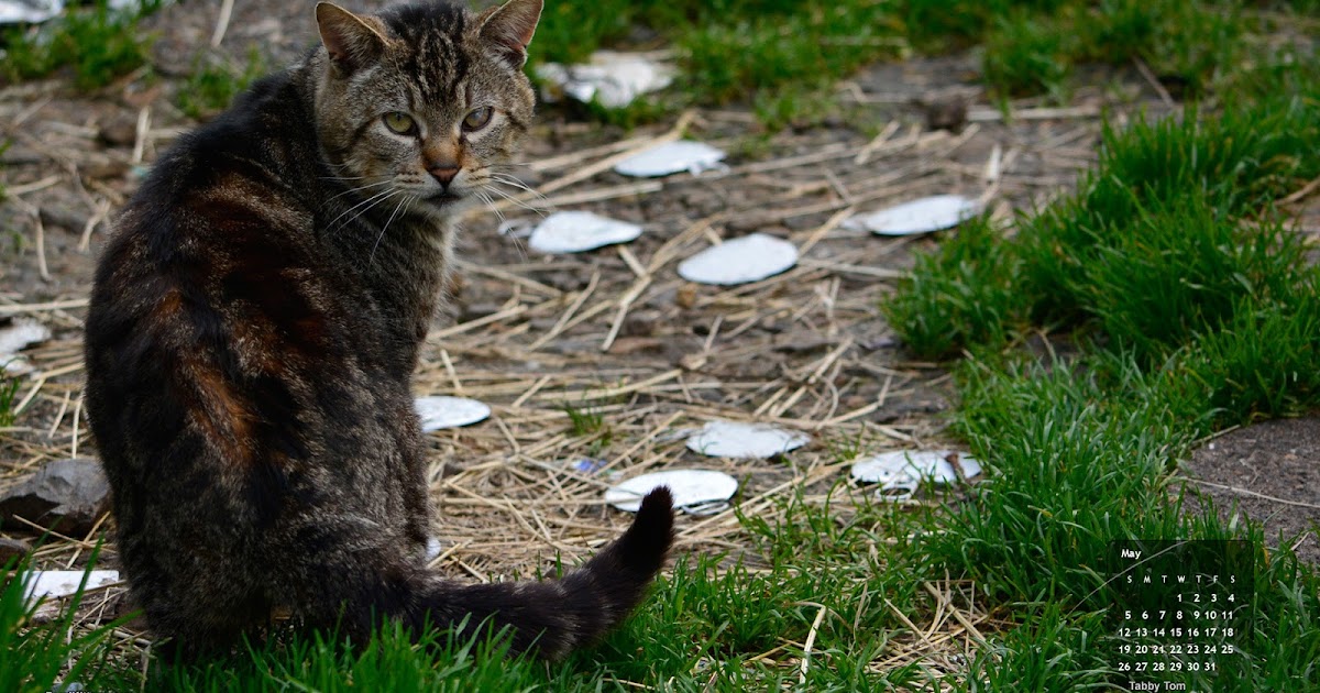 May Cat of the Month #Wallpaper - Tabby Tom #Cat