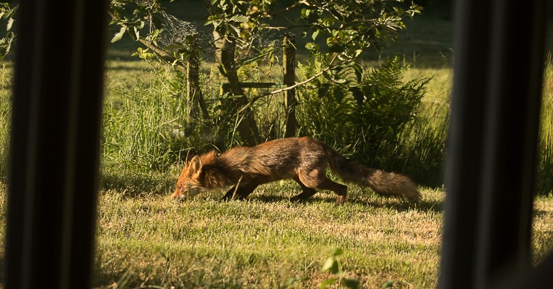 Kristinas bilder: Skabbräv?