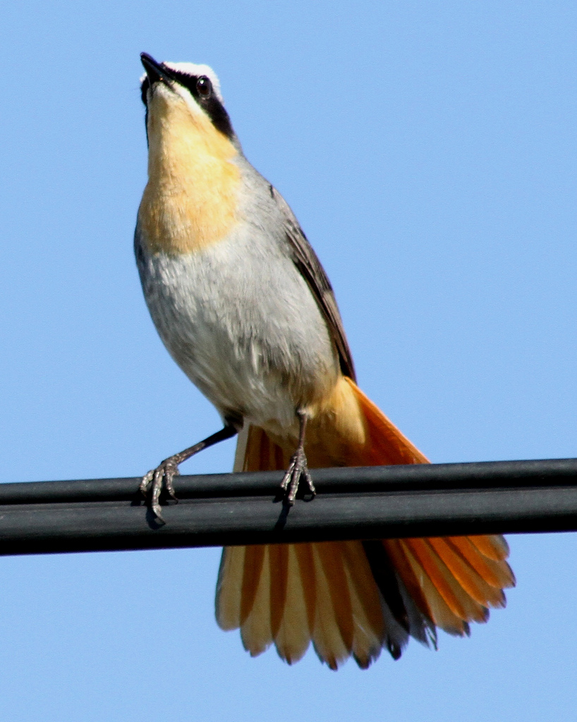 Cape Robin-Chat (Cossypha caffra) - Ryan Maigan Birds
