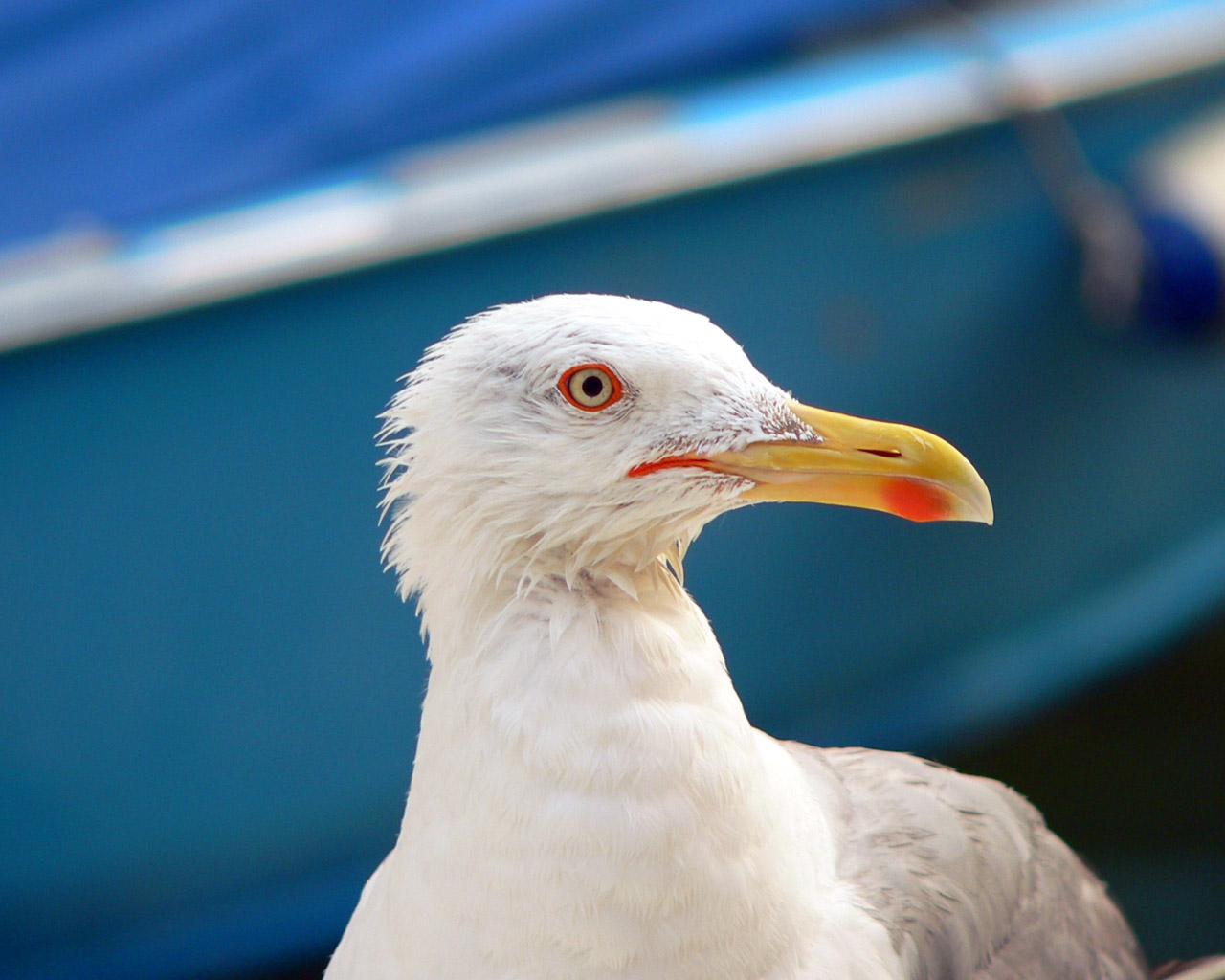 The Natural Beauty of Sea Birds | Education Images