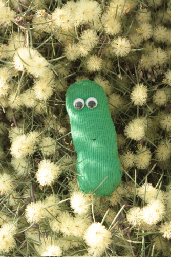 Nomadic Pickle: The Pickle Project: Hola Señor Pickle