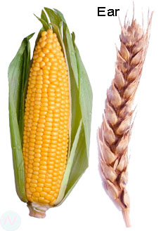 Grain / Cereal Crops Names Meaning & Pictures | Necessary Vocabulary ...