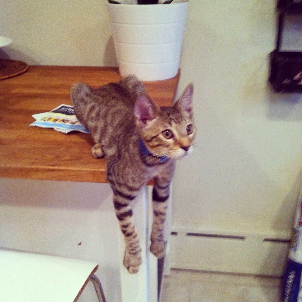 Funny cats - part 90 (40 pics + 10 gifs) | Amazing Creatures