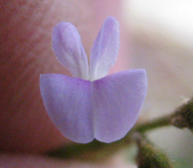 Flora de Puerto Rico Ilustrada Papo Vives: FABOIDEAE TERAMNUS UNCINATUS