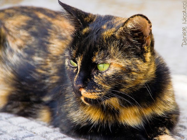 Korean Living in Malaysia: Types of street cats