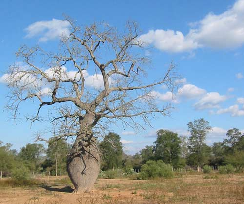 Villamontes Gran Chaco Ecosistema Fauna y Turismo: Gran Chaco Querido ...