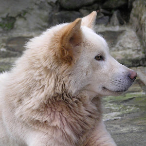 Kintamani Bali Dog - Anjing Kintamani Bali