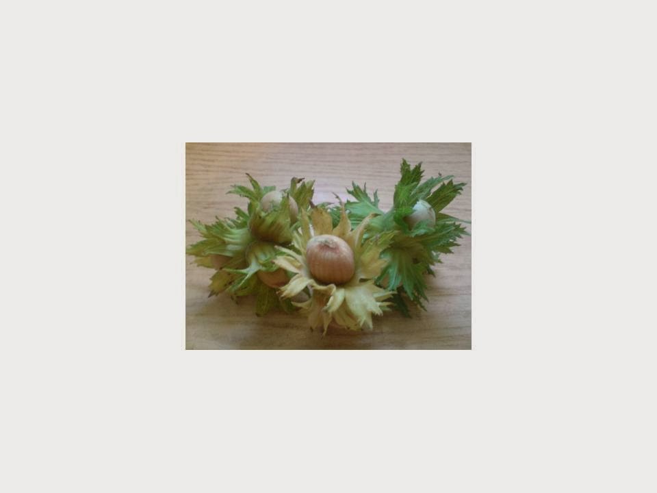 Totul despre plantele medicinale romanesti: Alunul