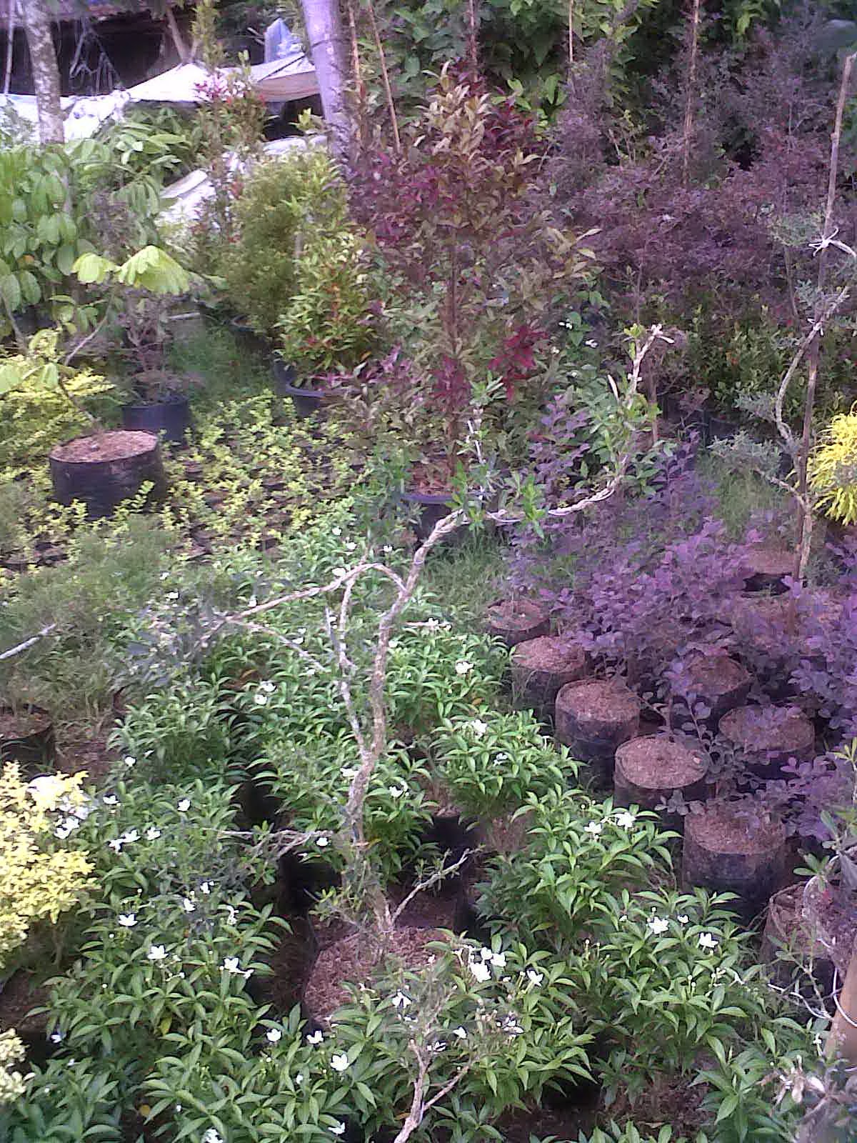 May 2014 ~ Menjual Jenis: Bunga,Pohon,Buah