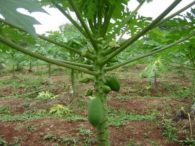 Cara Menanam Pohon Pepaya Yang Benar - Tutorial Cara Budidaya