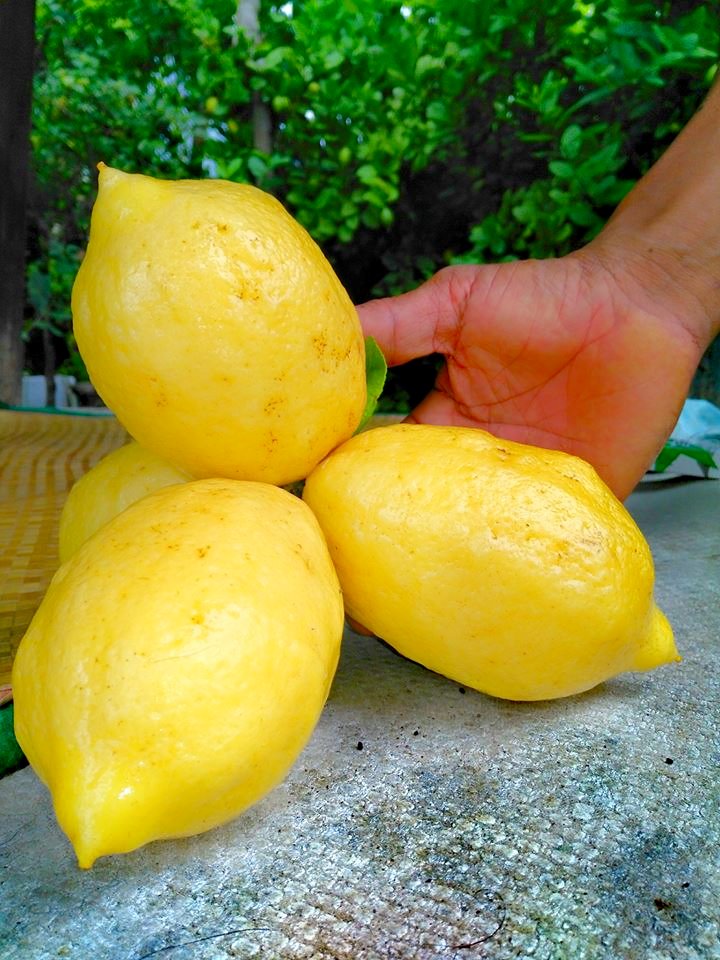 Jeruk Lemon Lokal Bali: JERUK LEMON