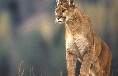 BIOLOGÍA: Nombre científico: FELIS CONCOLOR Nombre vulgar: PUMA
