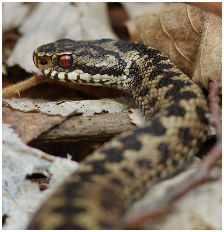 Kent Dragonflies: My First Ever Wild Adders