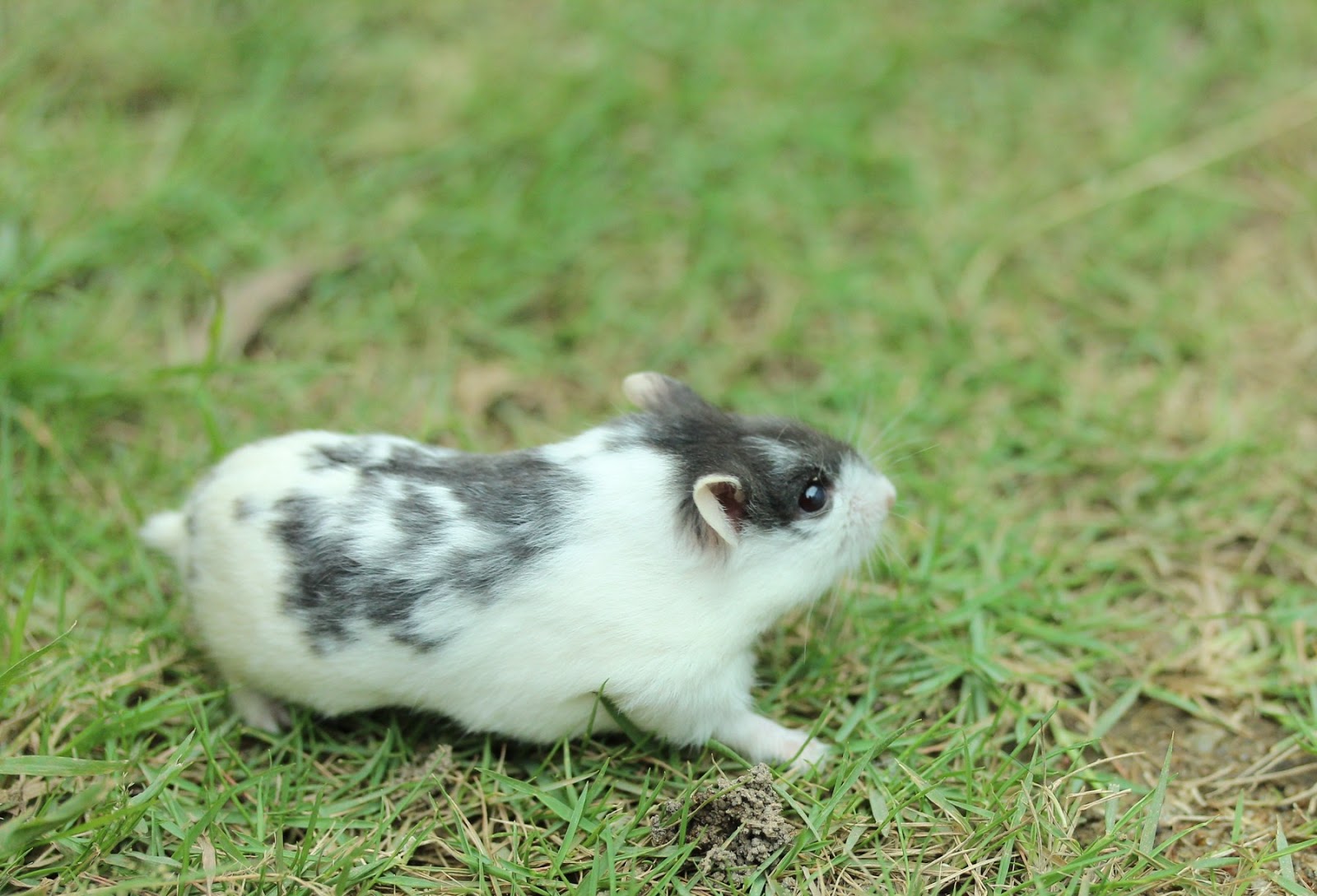 Gallery Hamster 7 ( Campbell Black Mottled, Dove, Violet ) | Hamster ...