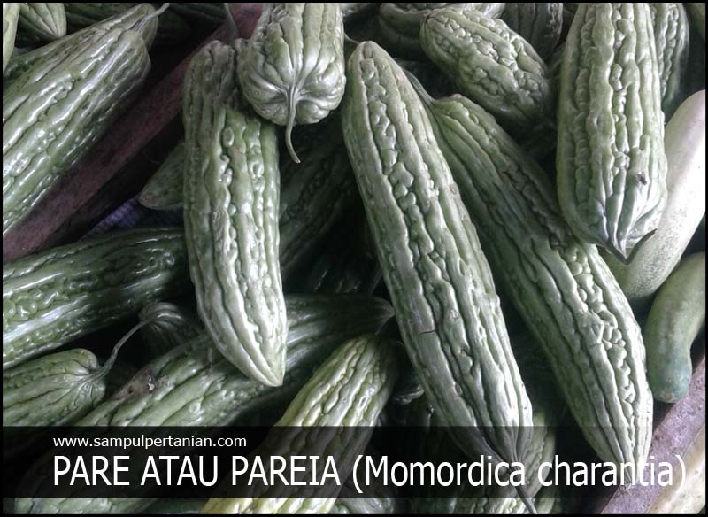 SAYURAN PARE ~ SAYURAN BANYAK MANFAAT