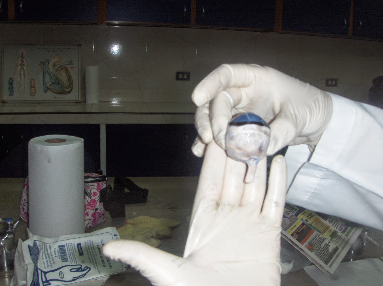 Fisiologia Animal (Nuevos conocimientos por explorar): Practica de ...