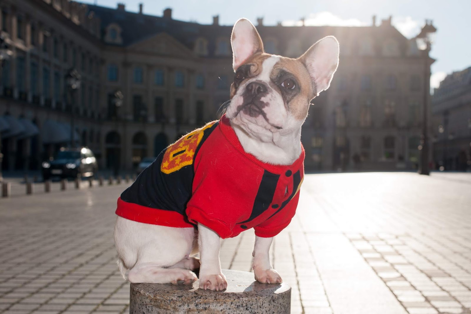 Faire un shooting photo pro avec son chien