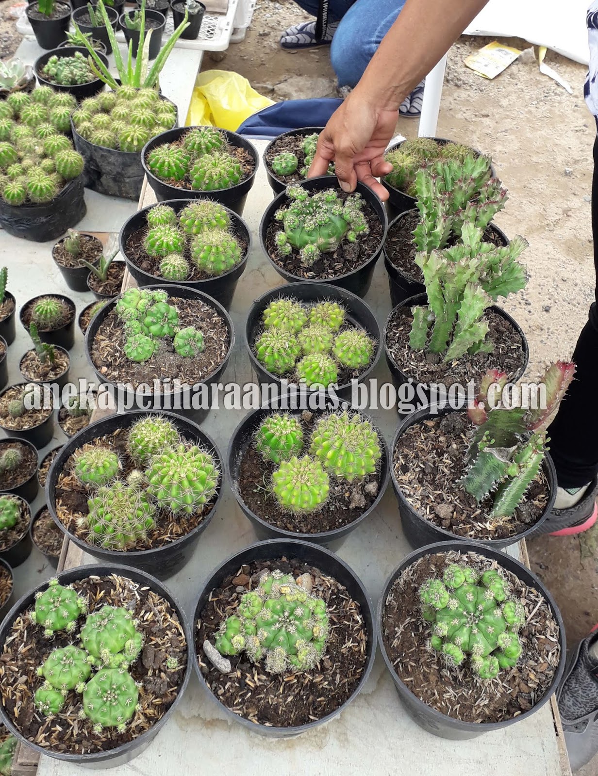 CARA MUDAH, MURAH DAN PRAKTIS MENANAM KAKTUS HIAS | ANEKA HEWAN ...