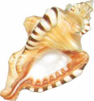 Different Types of Conch – Shankh – in Hinduism – Benefits | Hindu Blog