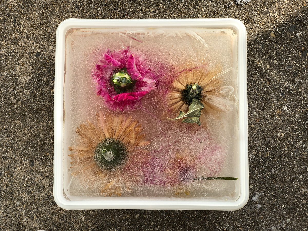 Kathleen Clemons Photography: Frozen Flowers