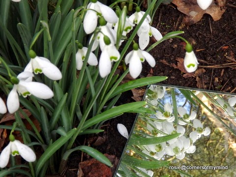 Corners of my Mind: Seeking Snowdrops