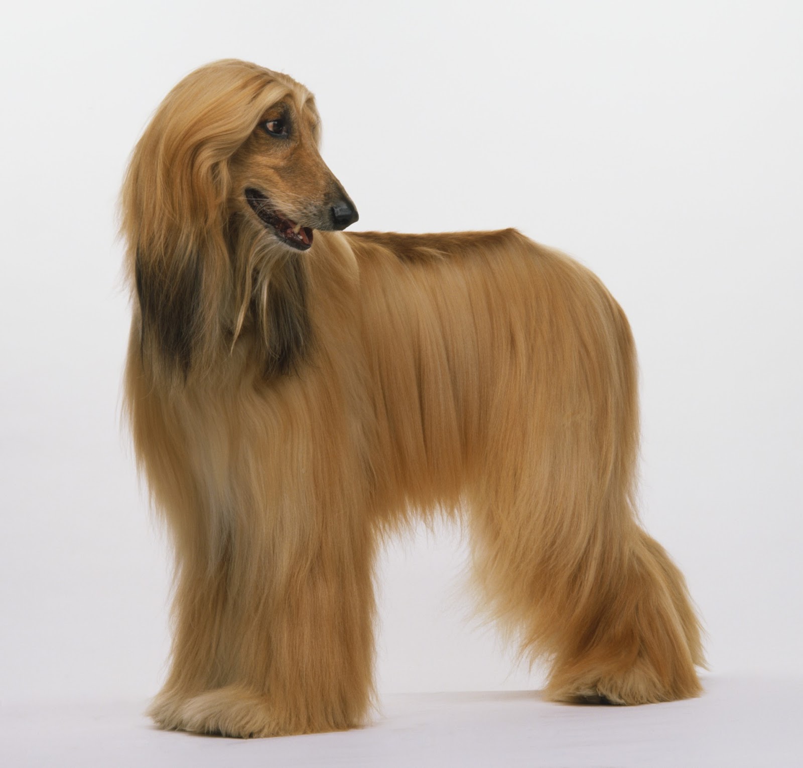 Dog Photo: Afghan Hound dog