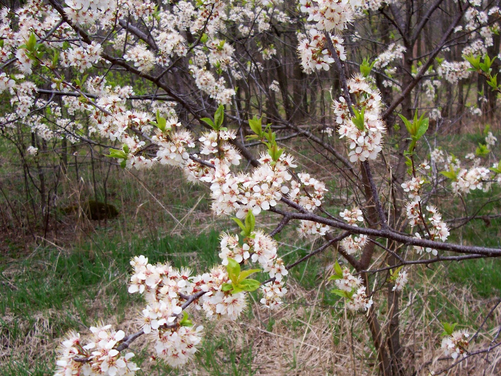 Notes from a Jewish Thoreau: Harvesting Wild Plums (Prunus americana)