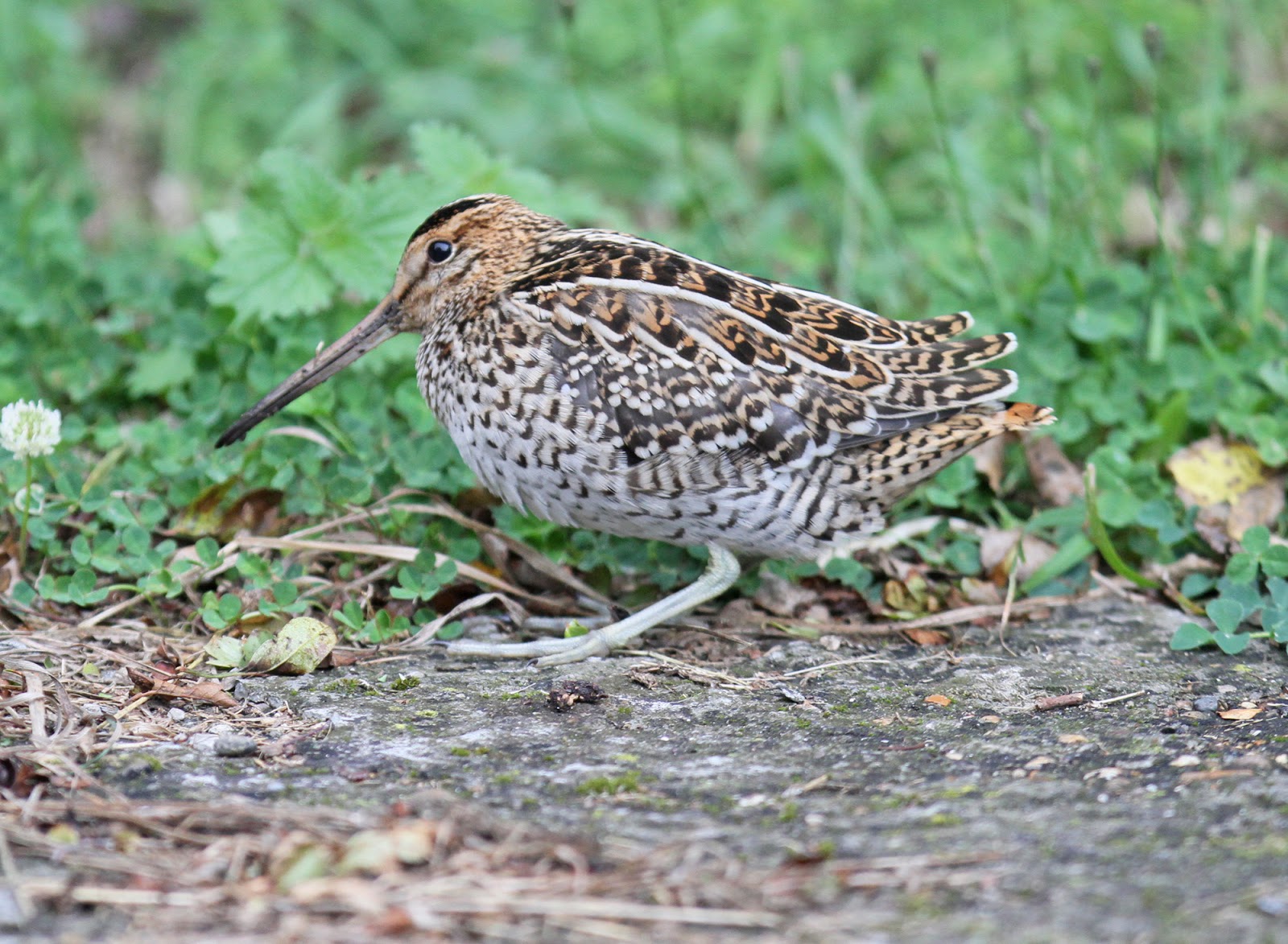 Simon and Karen Spavin: Great Snipe at Kilnsea, Spurn